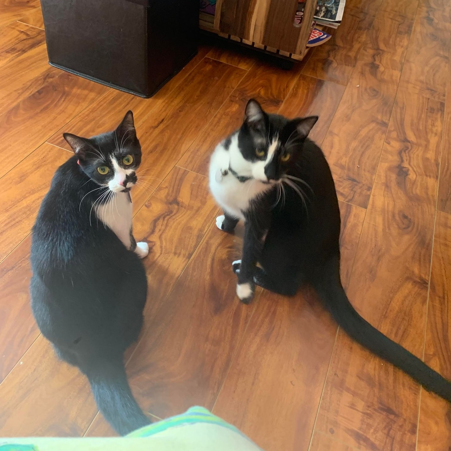 Baby & Bandit – Adopted – June 17/23 – CK Animal Rescue